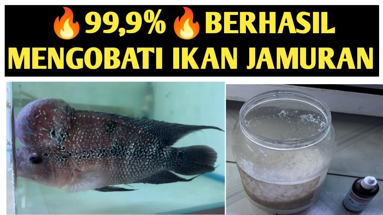 Cara CEPAT mengobati ikan jamuran by erick black fishshop - YouTube
