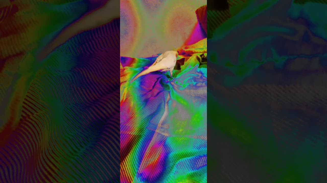 trippy bird - YouTube