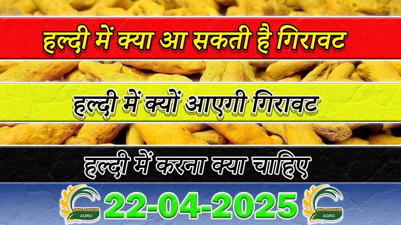 turmeric price today in sangli | turmeric rate in maharashtra - YouTube