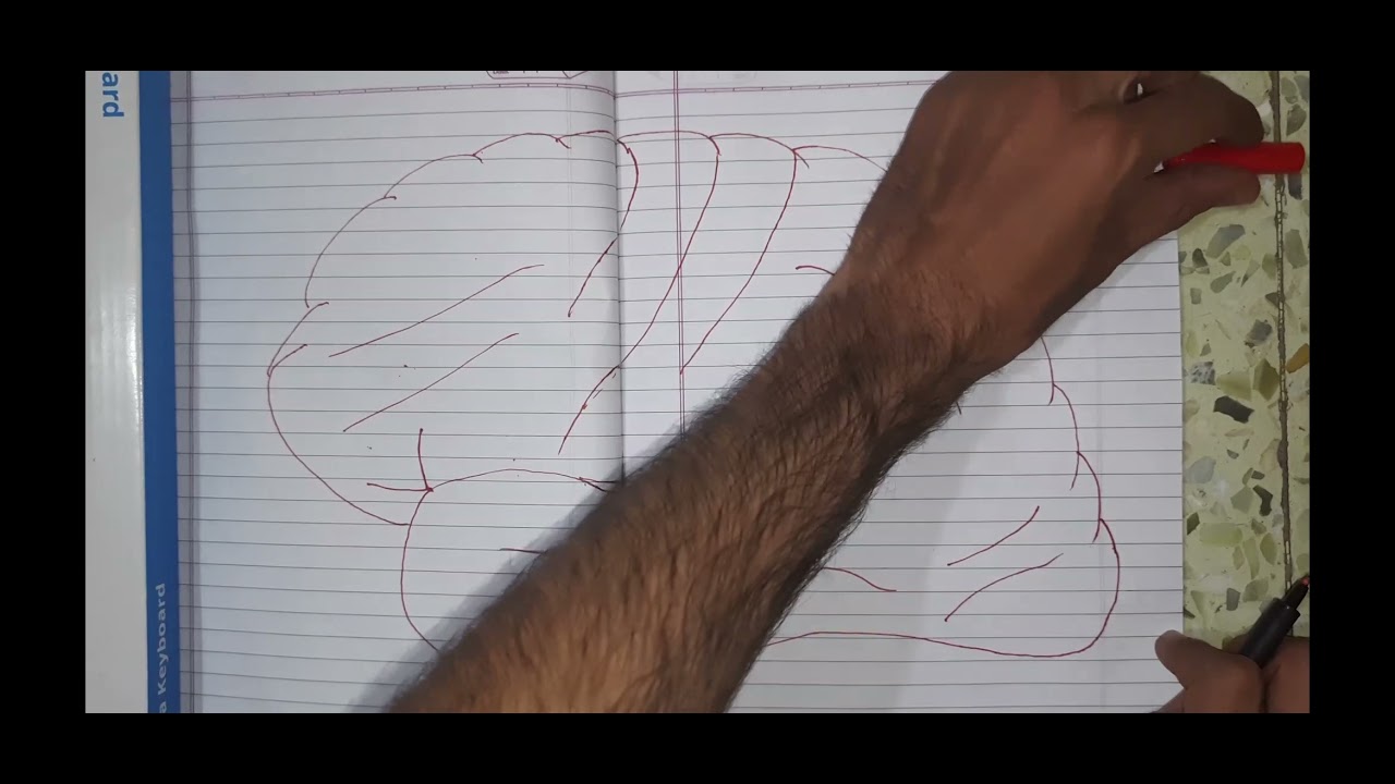 How to draw Sulci and gyri on superolateral surface of left cerebral ...