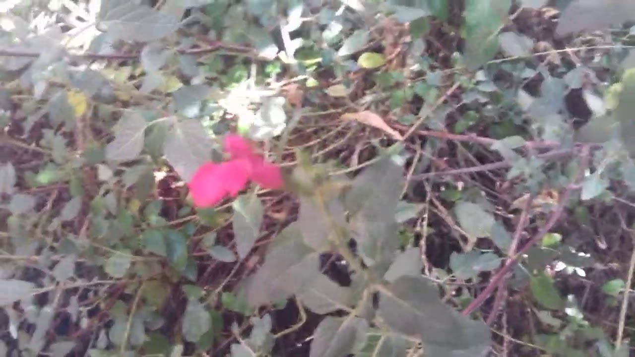 cura el susto con mirto rojo le puedes agregar alváacar comun😙😙💚 💚 💚👍 ...