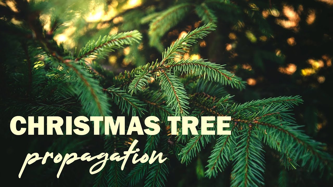 Christmas tree propagation - How to propagate fir | house plants and ...