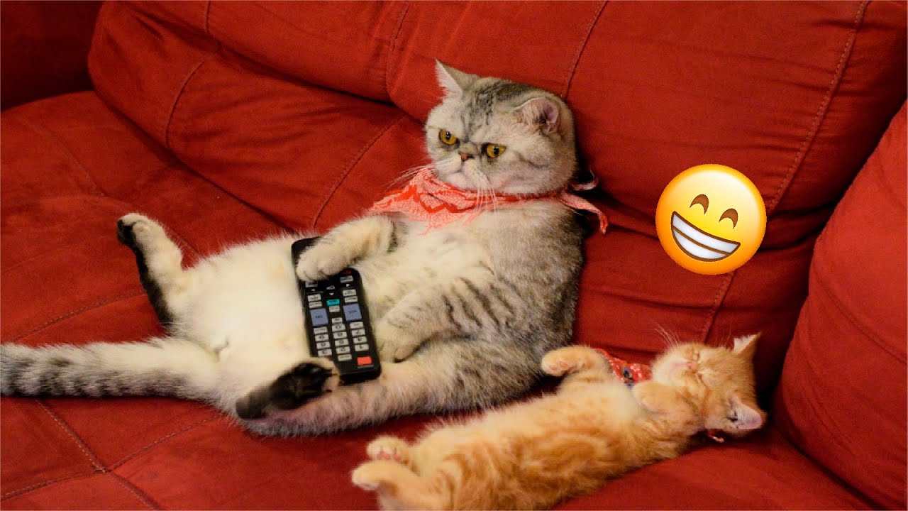 Kitty Capers: 😹 Funny Cats Caught in the Act! - YouTube