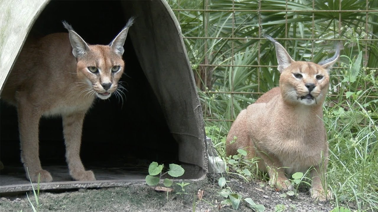 Reintroducing Our Caracals - Part 2 - YouTube