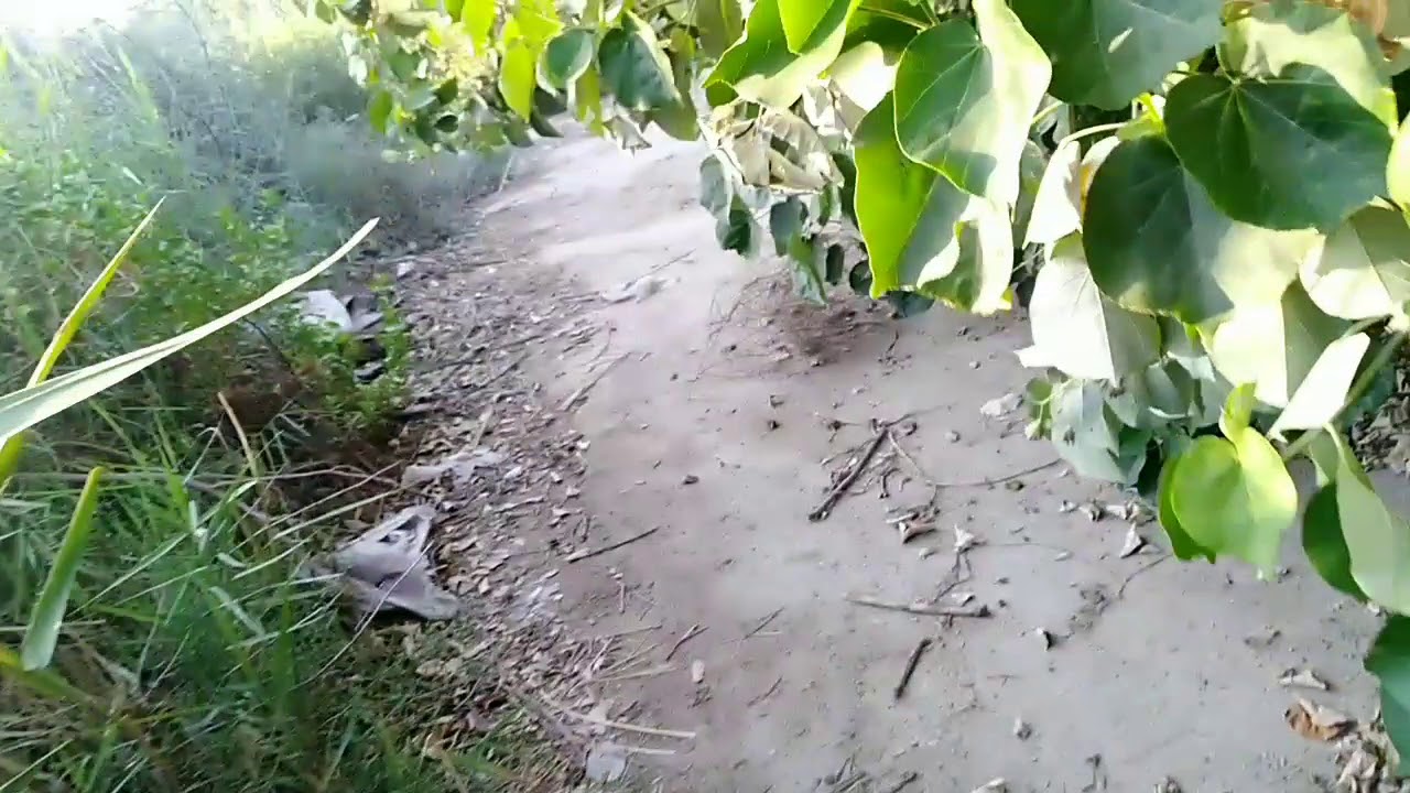 Karzakkan Forest Bahrain (കർസാക്കാന് ഫോറെസ്റ്റ് മരുഭൂമിയിലെ ഒരു ...