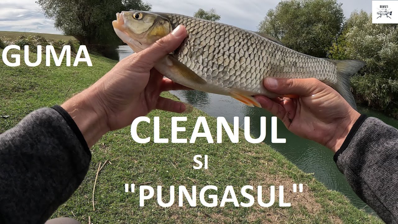🎣 GUMA, CLEANUL și "PUNGAȘUL" pe râul Timiș! Cleni și guvizi. Pescuit ...
