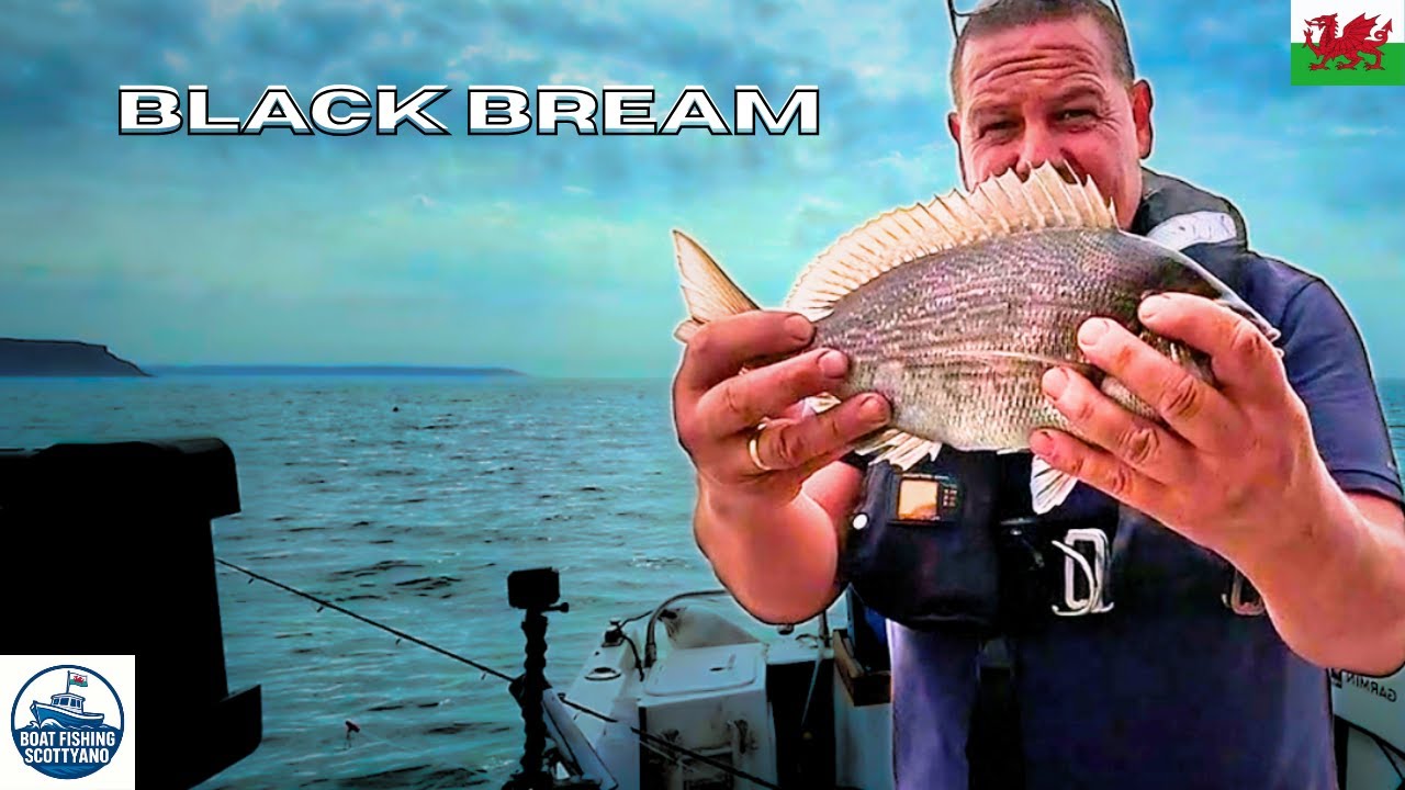Sea Fishing UK- Black Bream Action on a Perfect Weather Day - YouTube