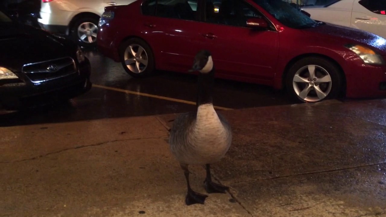 Canadian goose waits in line at movie theater - YouTube