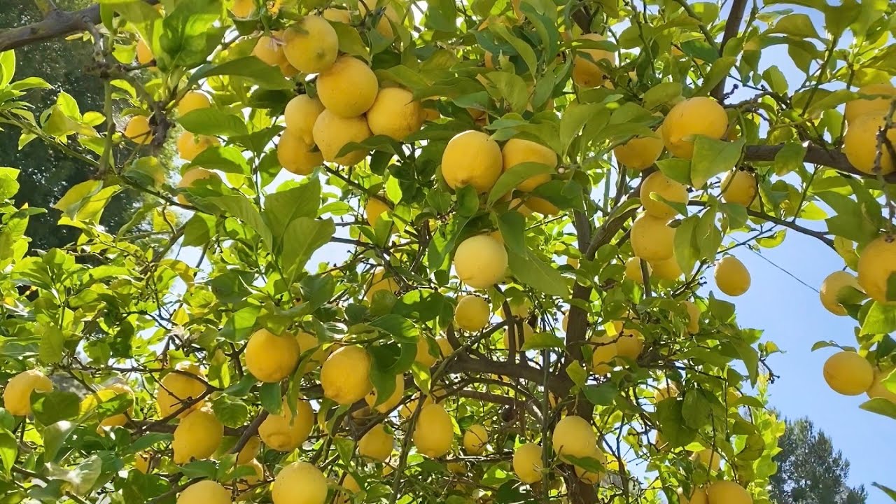 A Homegrown Lemon Tree Grows Tons of Lemons 家庭种植柠檬，硕果累累 - YouTube