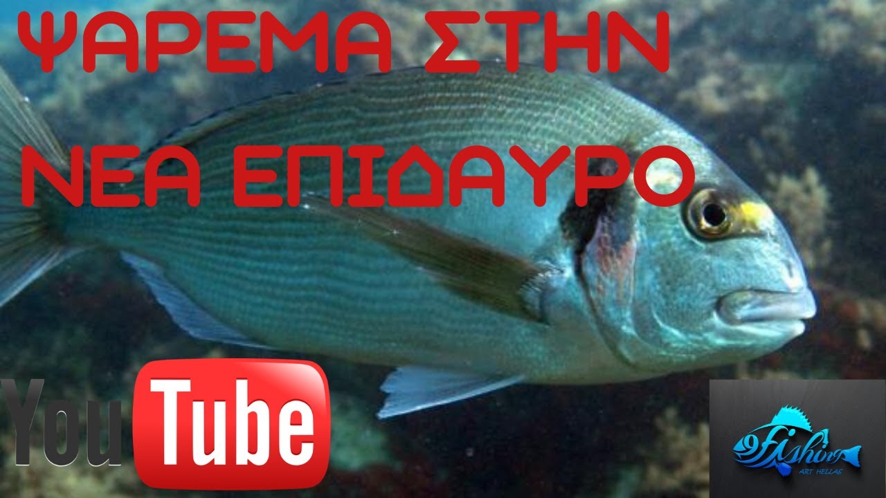 ΨΑΡΕΜΑ ΓΙΑ ΤΣΙΠΟΥΡΕΣ ΣΤΗΝ ΝΕΑ Επίδαυρο - Epidaurus sea bream fishing ...