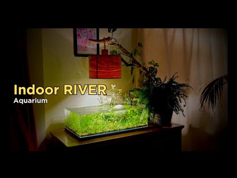I Built a Shallow River Aquascape for Ember Tetras