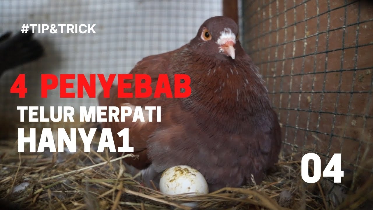 🔴 4 alasan telur merpati hanya memproduksi 1 telur dalam 1 priode ...