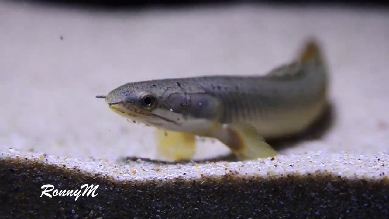 Senegal Bichir Feeding Time Aquarium Lovers Fish Tank Fishkeeping Cool ...