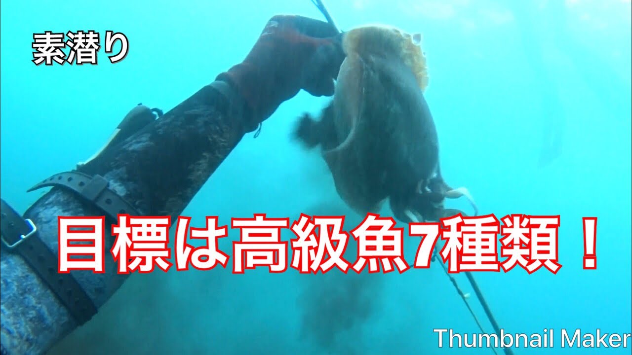 【魚突き】目標は高級魚7種類を突くこと！7 high class fish? - YouTube