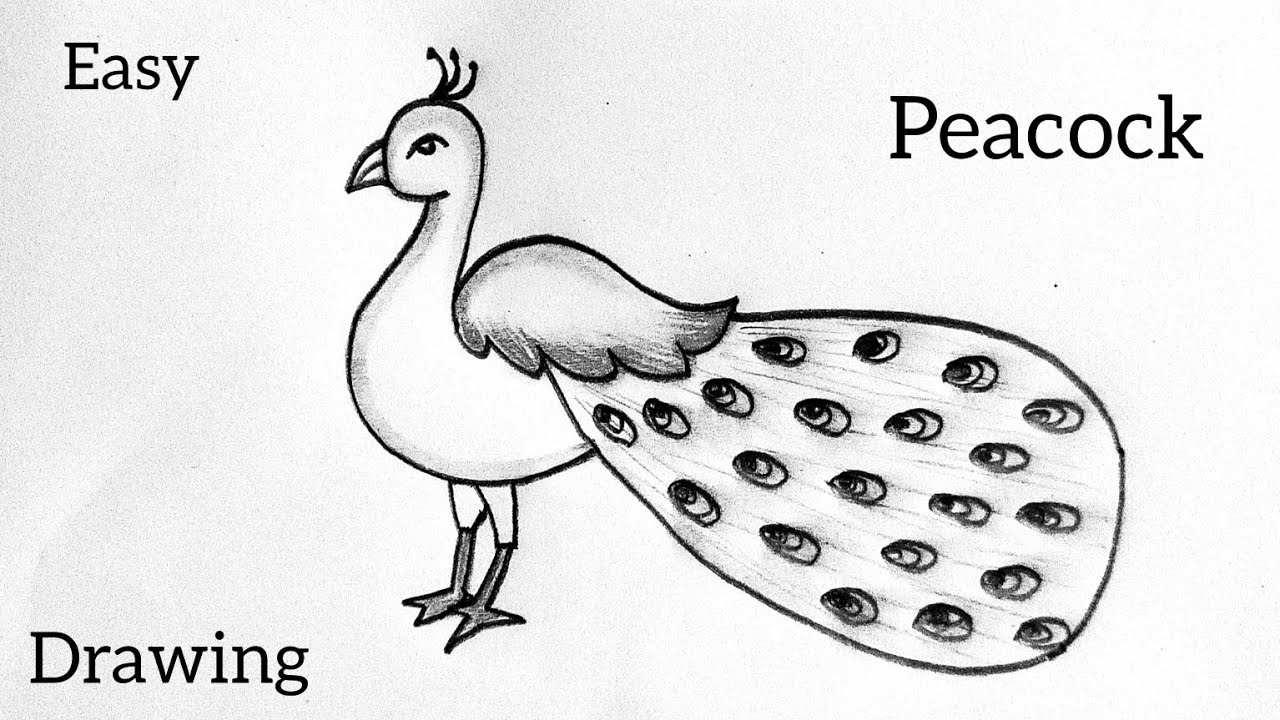 how to Draw Peacock step by step easy drawing 🦚🦚मोर का चित्र आसानी से ...