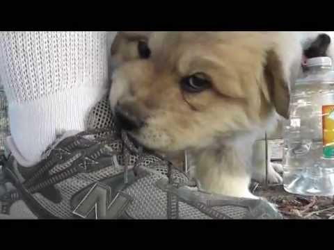 Lucy and Ricky, chew toys - YouTube