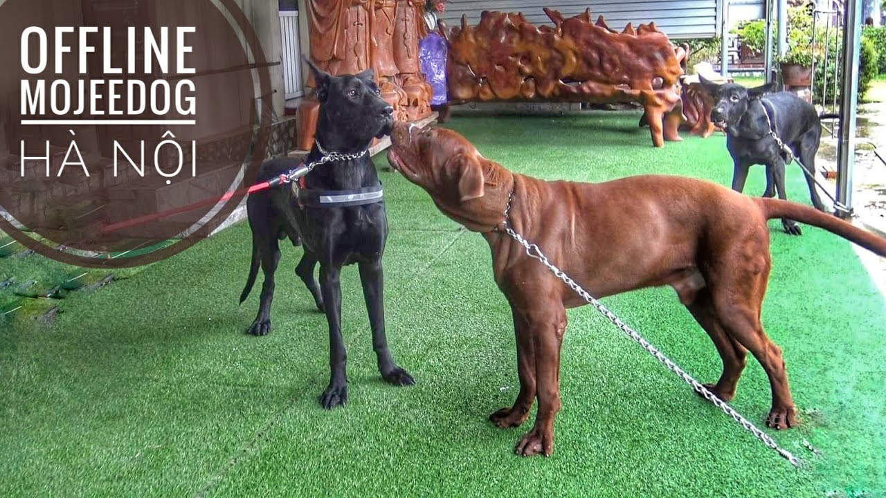 Offline - Hắc Lang Khuyển & Hồng Lang Khuyển tại Hà Nội/ Mojee Dog ...