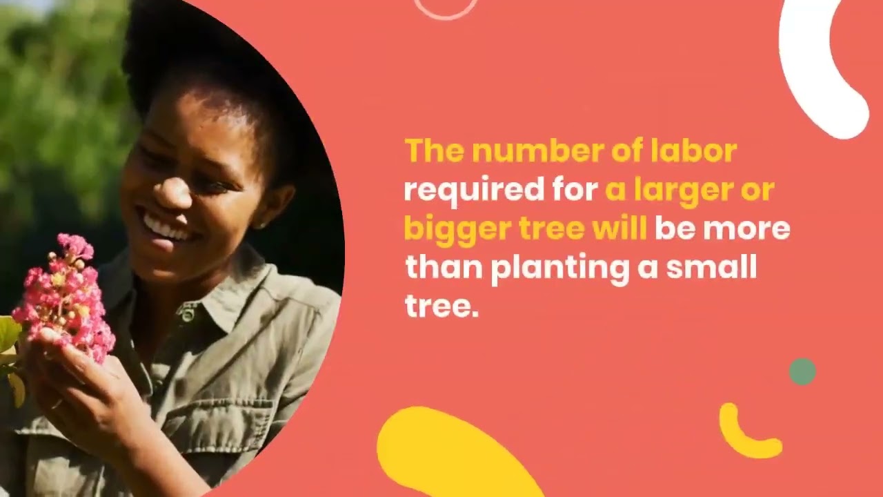 How Much Does It Cost to Have A Landscaper Plant a Tree? - YouTube