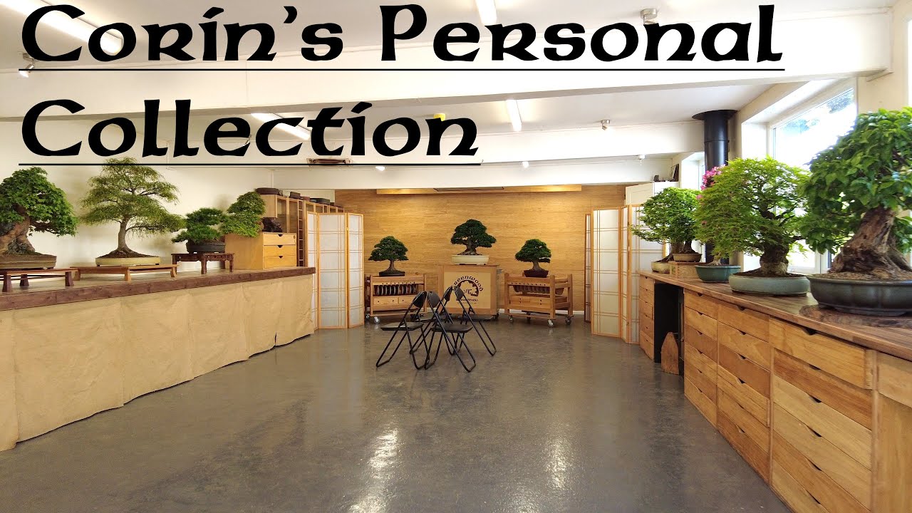 Corin's Exhibition from the Bash - Greenwood Bonsai Studio - YouTube