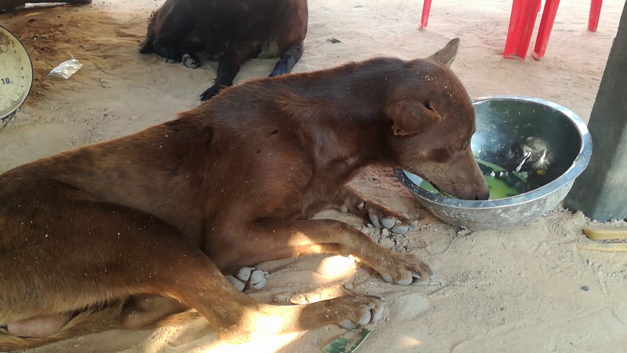 Pity dog get sick he recover abit. - YouTube