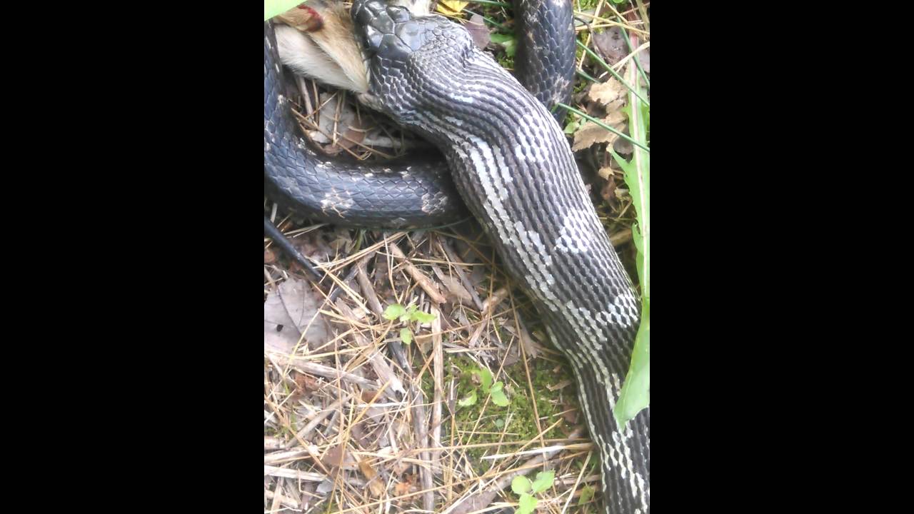 Rat Snake eating a rabbit - YouTube