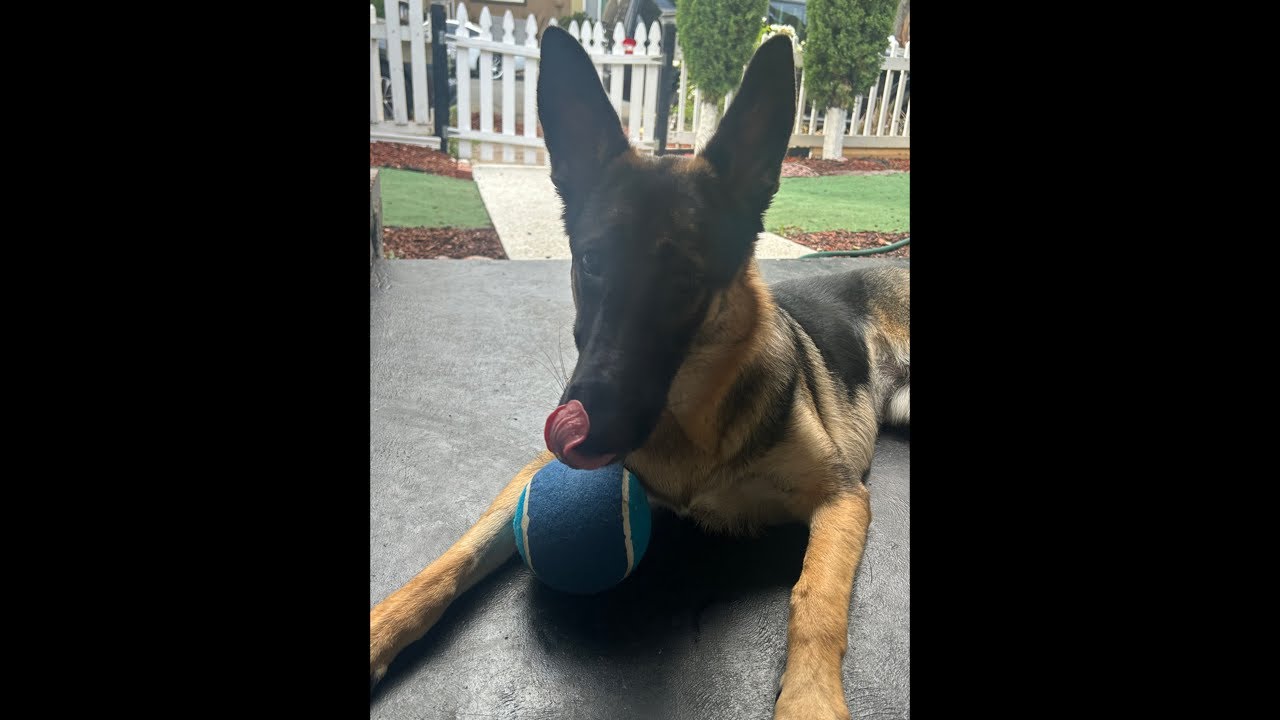 Breakfast 🥞 with Shepard - YouTube