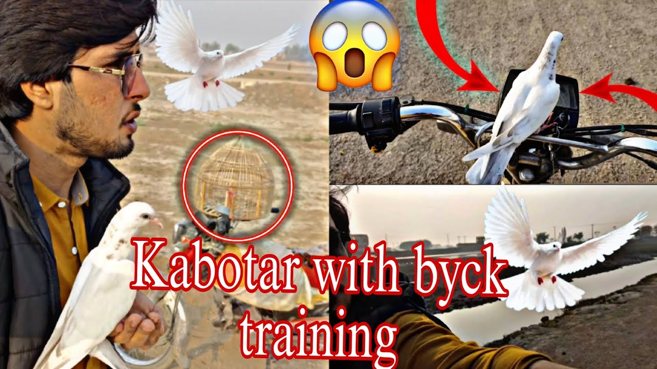 how to trend pigeon 🕊️ with byck first training Kabotar KO pehle bar ...
