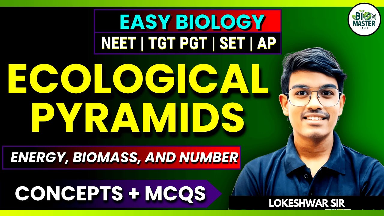 Ecological Pyramids Explained! || Pyramid of Energy, Biomass and Number ...