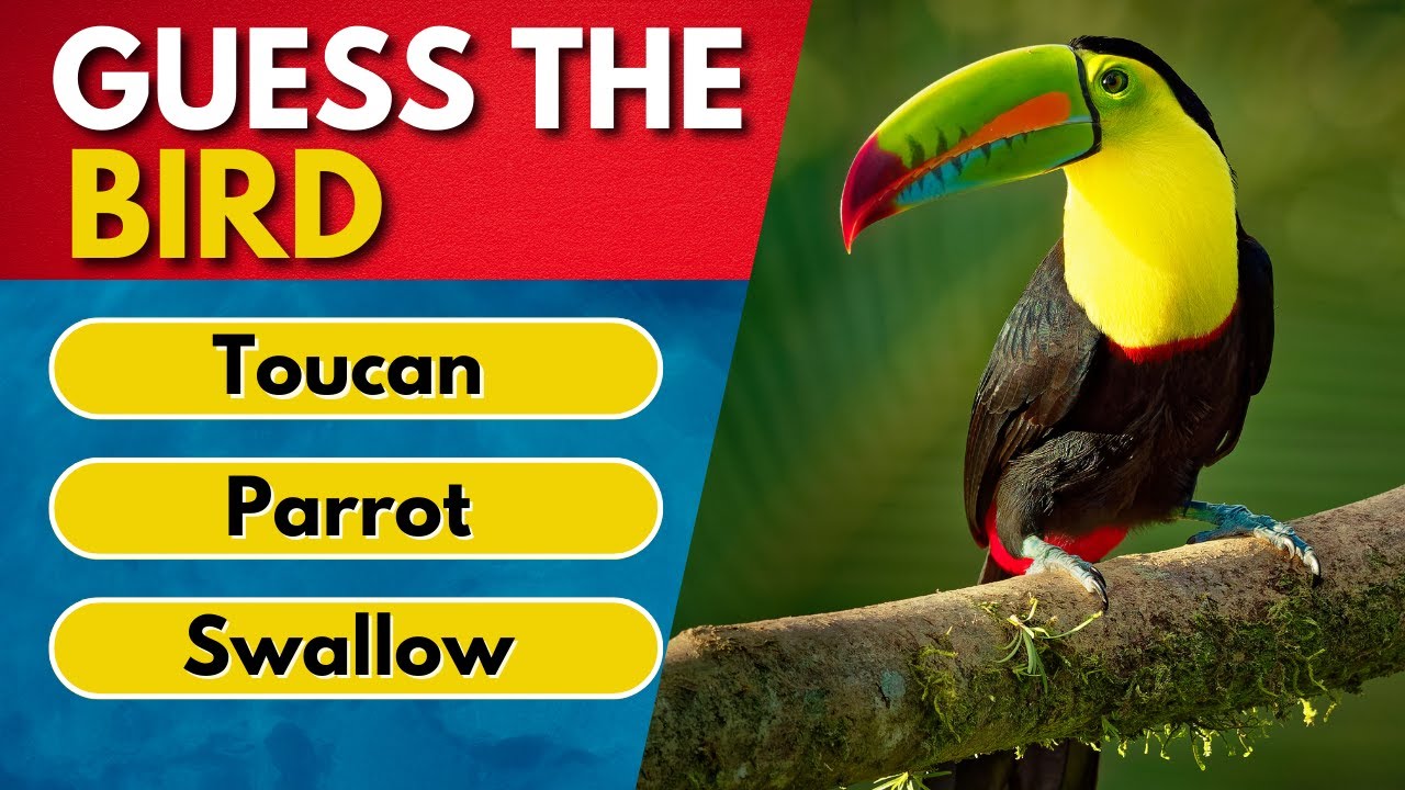 Guess The Animals In 5 Seconds | Birds Edition | 50 Birds Species ...