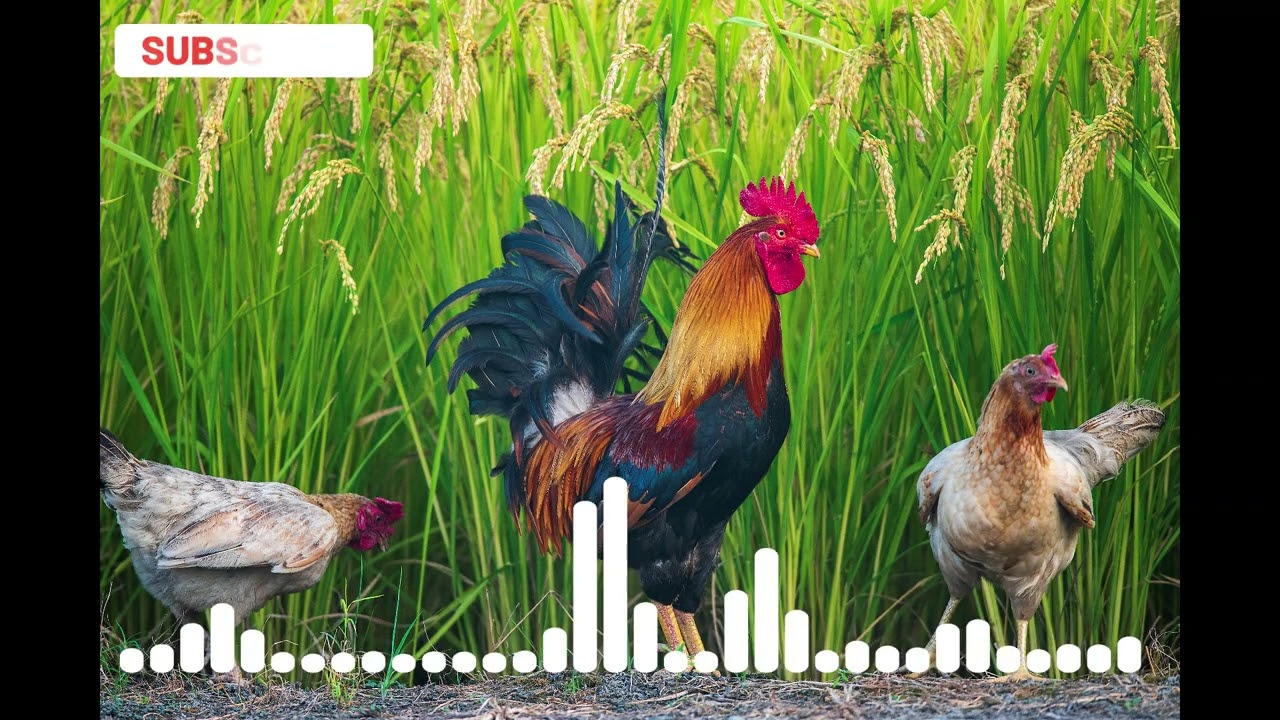 Chicken speaking and talking sound effects, rooster, for free, chickens ...
