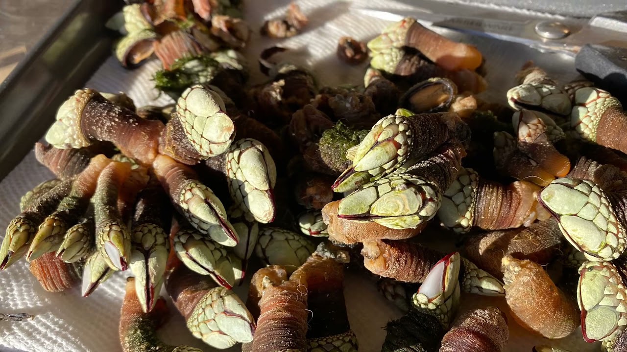 Eating Barnacles| Precebes | GooseneckBarnacles - YouTube