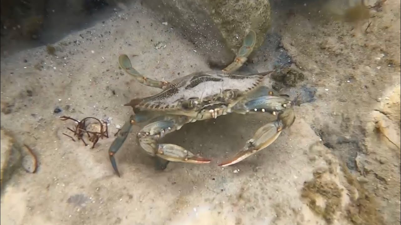 St. Andrew’s State Park, SAVED A TURTLE, DEER, SEA SHELLS & CRAB ...