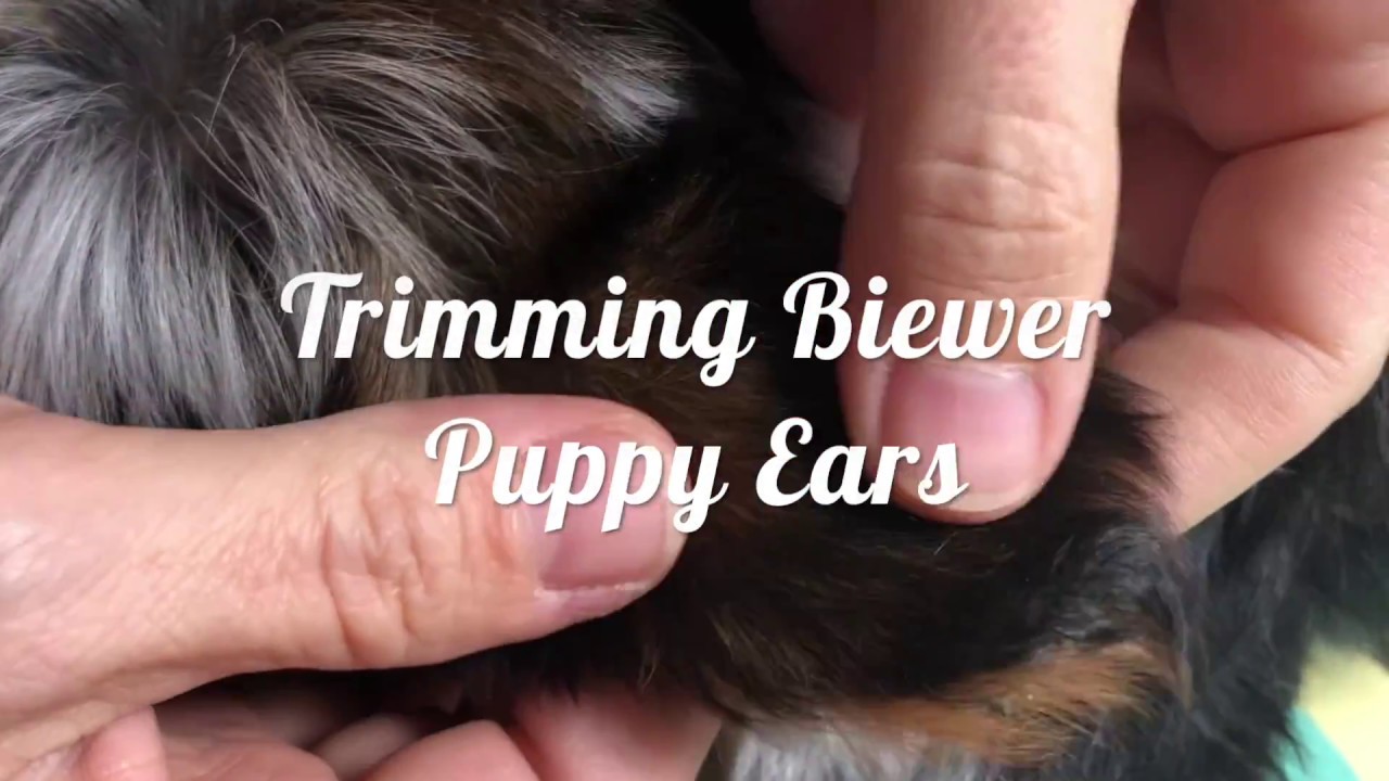 Trimming Biewer Puppy Ears - YouTube
