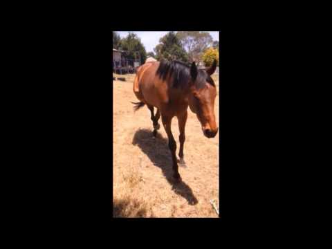 Atlas Australian Stringhalt Recovery - YouTube