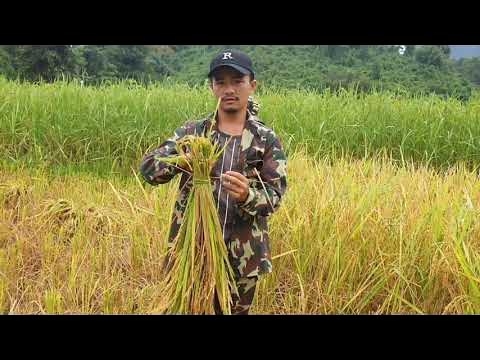 hnub no plaub leeg hlais nplej xwb sab kawg li os - YouTube