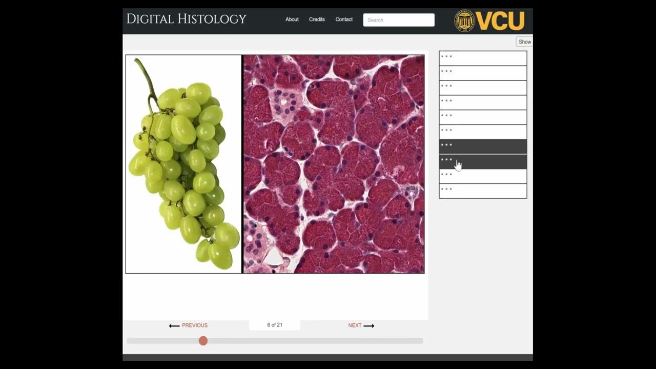 Digital Histology Introduction - YouTube