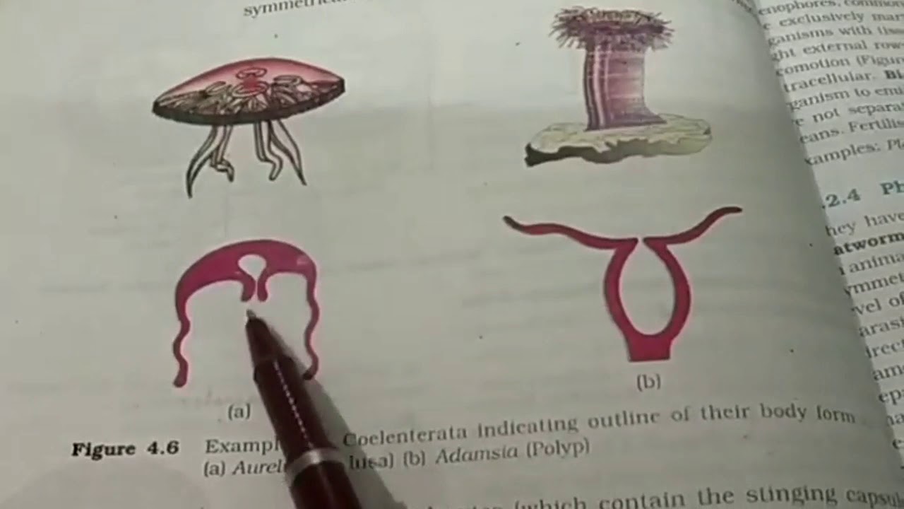 11 th biology chapter 4 ( part 3) - YouTube