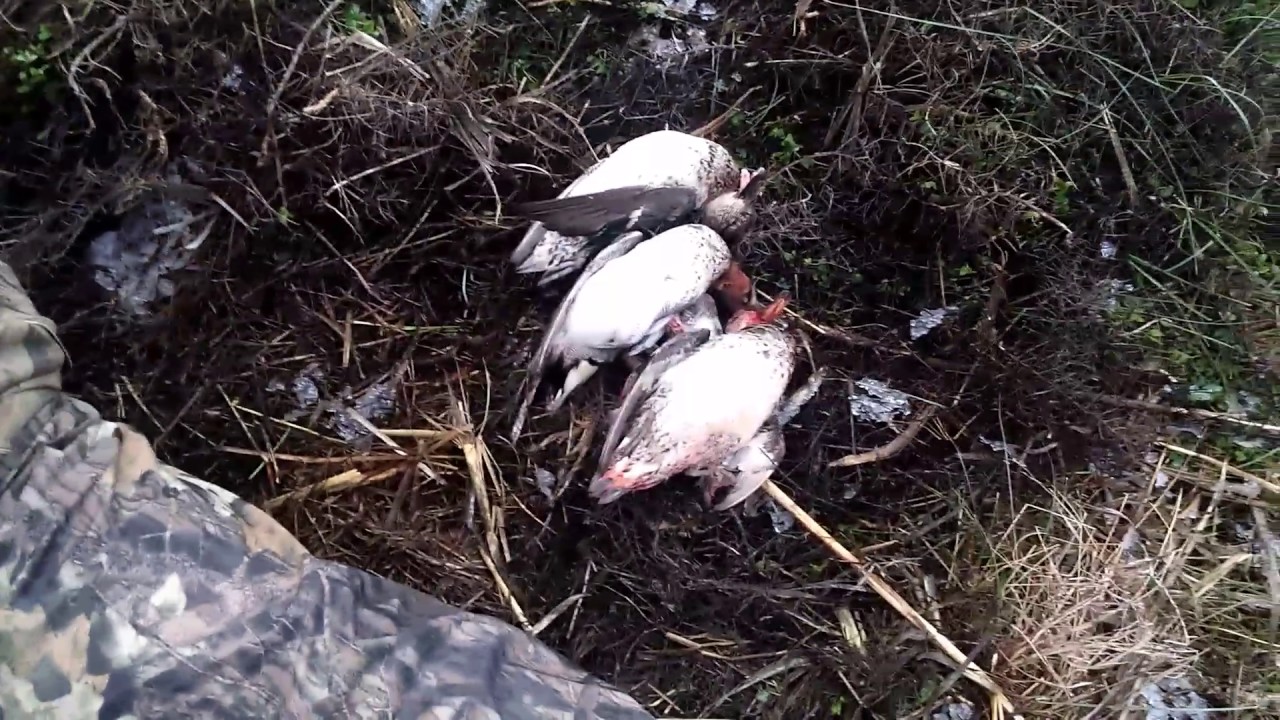 Κυνηγι τηνος-2 σαρσελια+1 κιρκιρι - YouTube