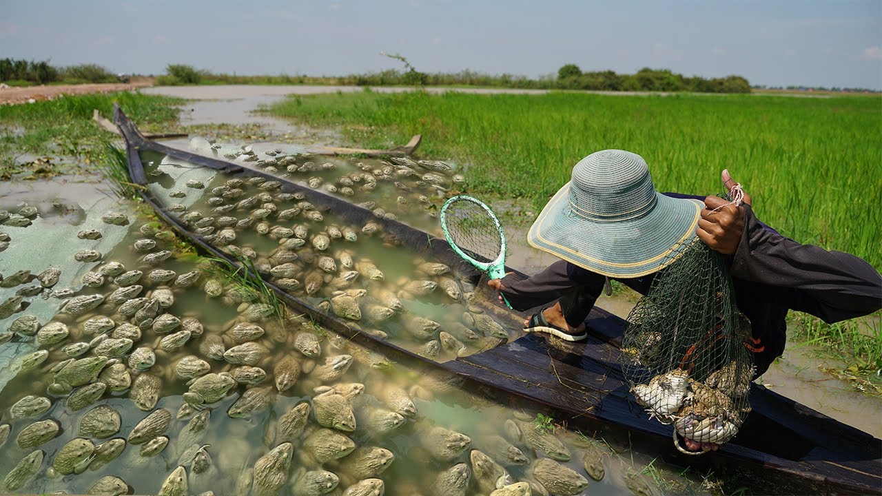 Catch Copper Snakehead Frogs: A Step-by-Step Guide - YouTube