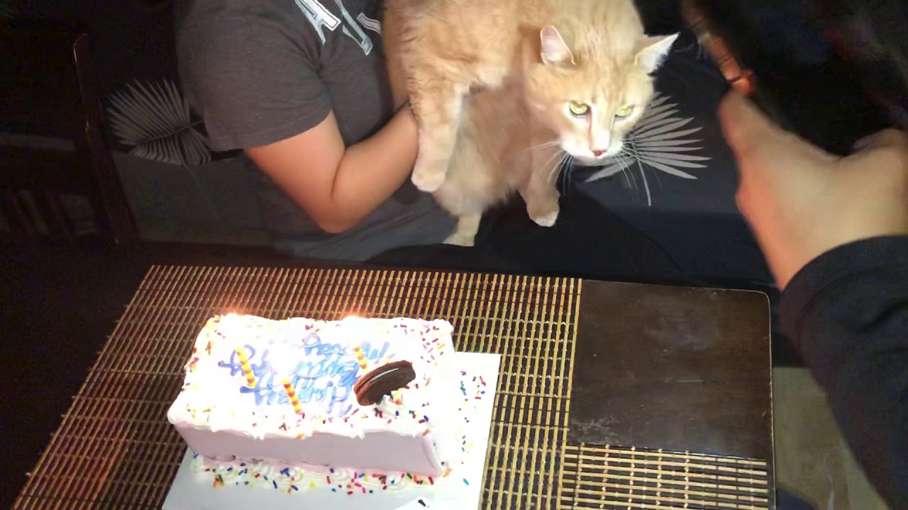 Matty the cat 9th birthday! - YouTube