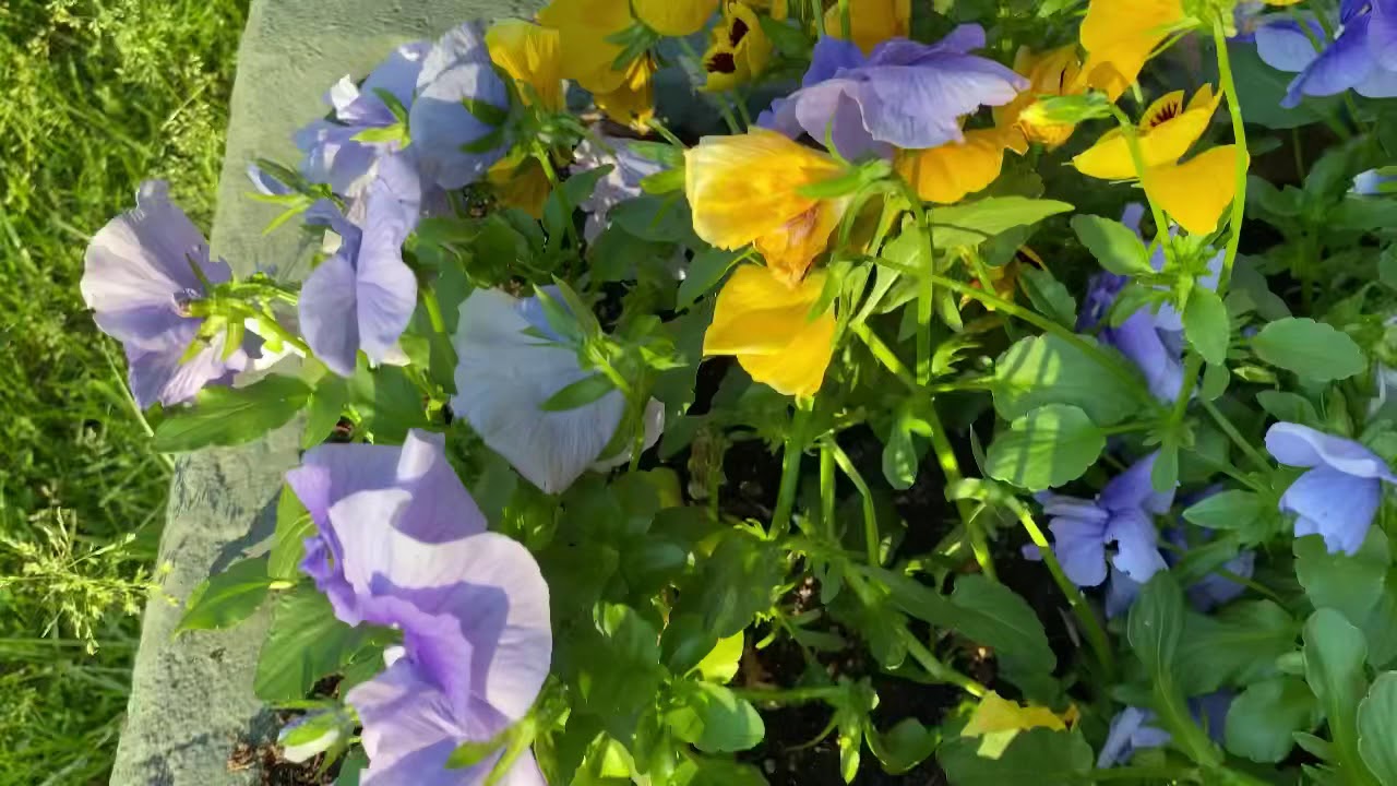 Spring Season in Sweden/ Beautiful flowers - YouTube