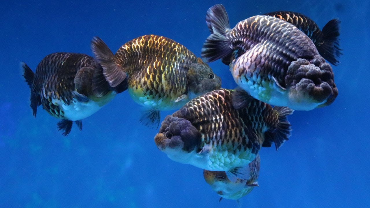 Looking So Amazing Goldfish | Top of the top quality goldfish ...