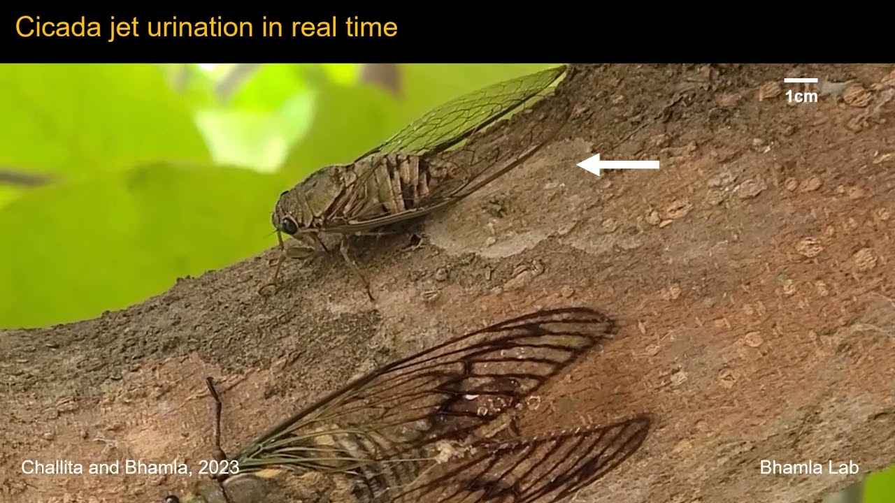 Don't Look Up: Cicadas Produce High-Speed Jets of Urine