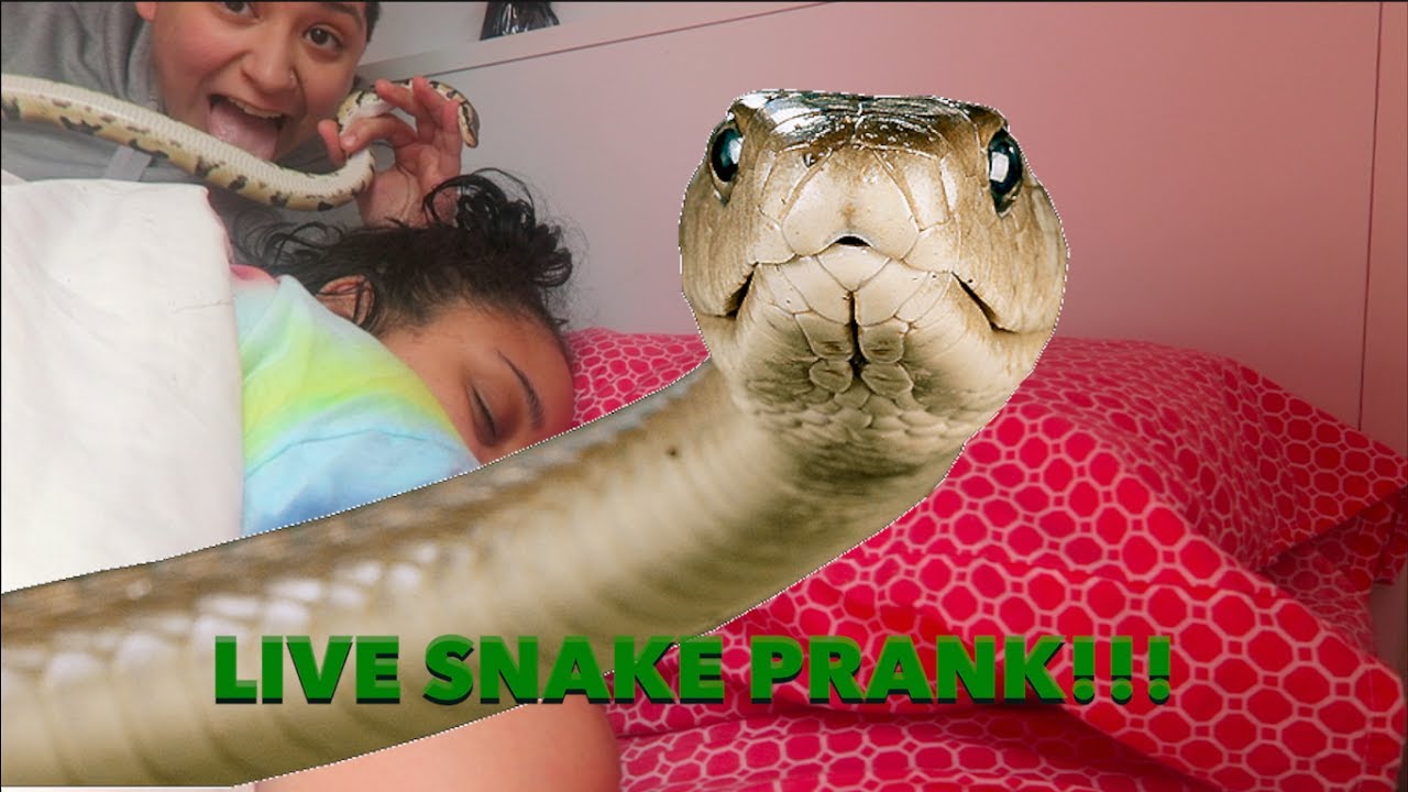 Live Snake Prank On Girlfriend! - YouTube