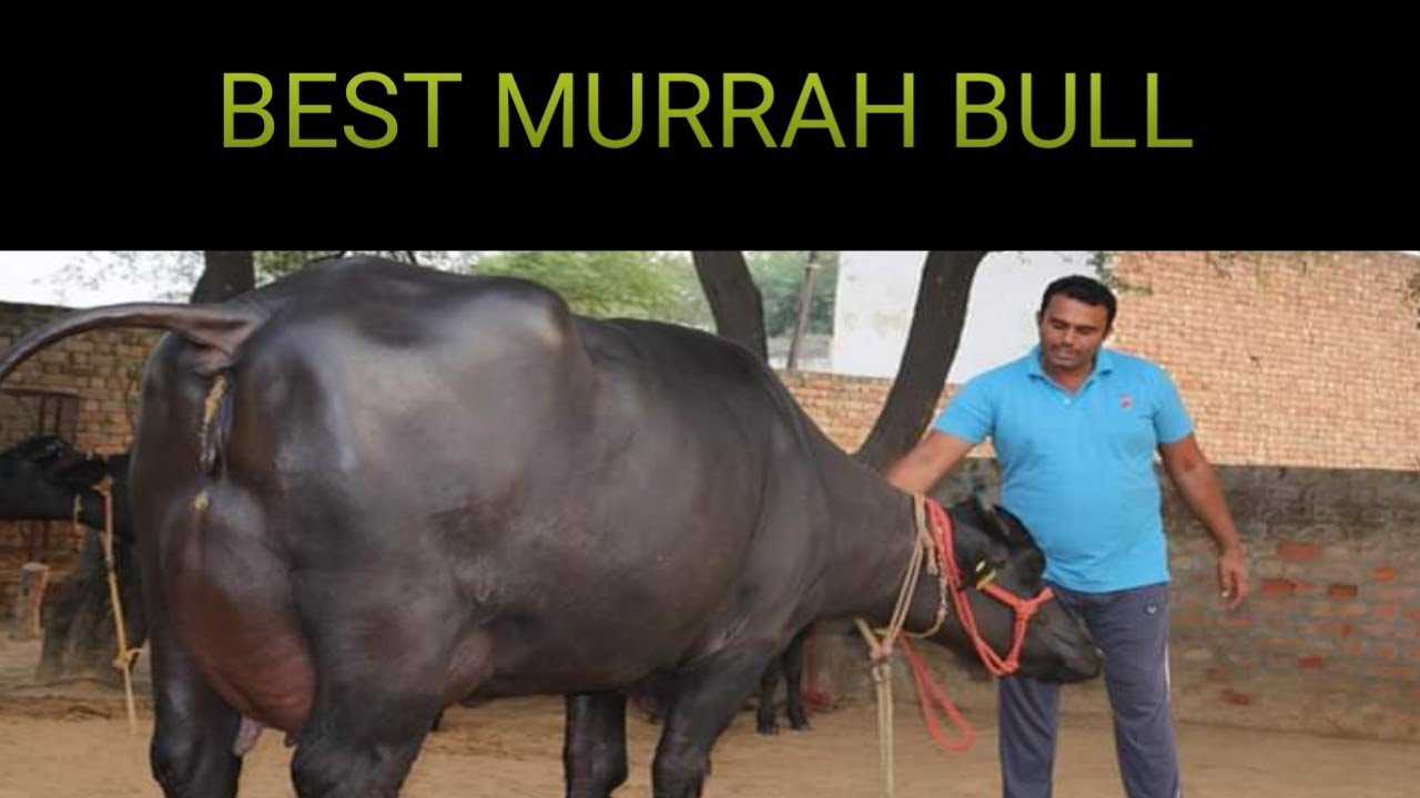 TOP MURRAH BULL HARYANA AND PUNJAB - YouTube