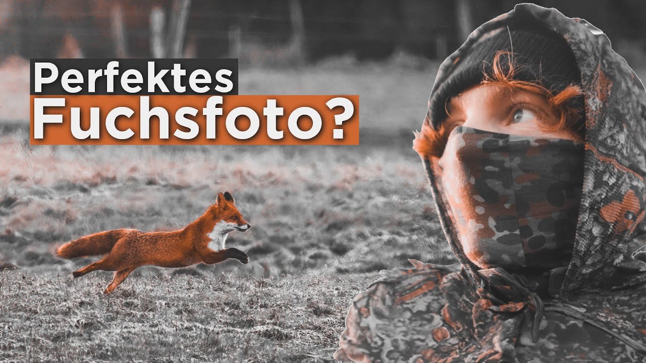 Meine Reise zum perfekten Fuchsfoto | Teil 1 | Wildlife Fotografie ...