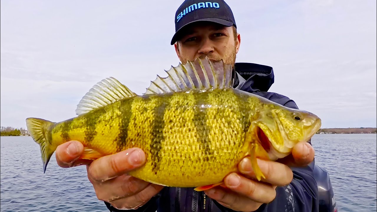 The Trick To Triggering Big Simcoe Perch Bites - YouTube