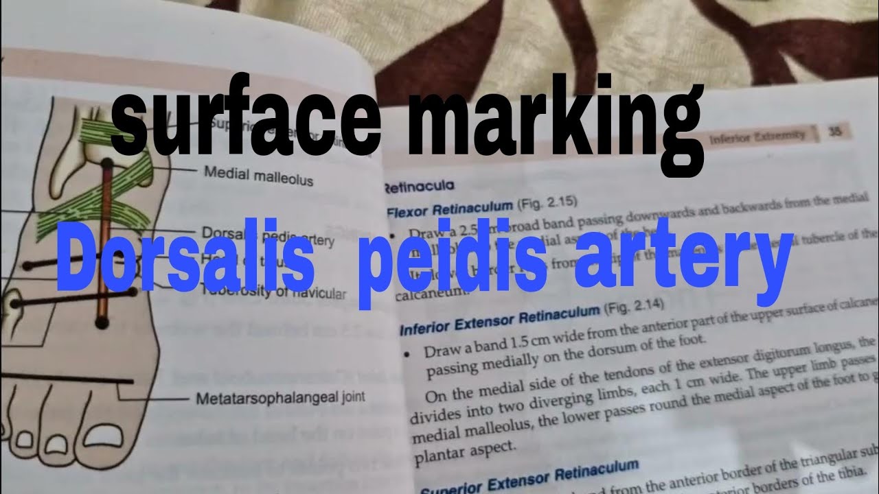 surface marking of dorsalis peidis artery anatomy - YouTube