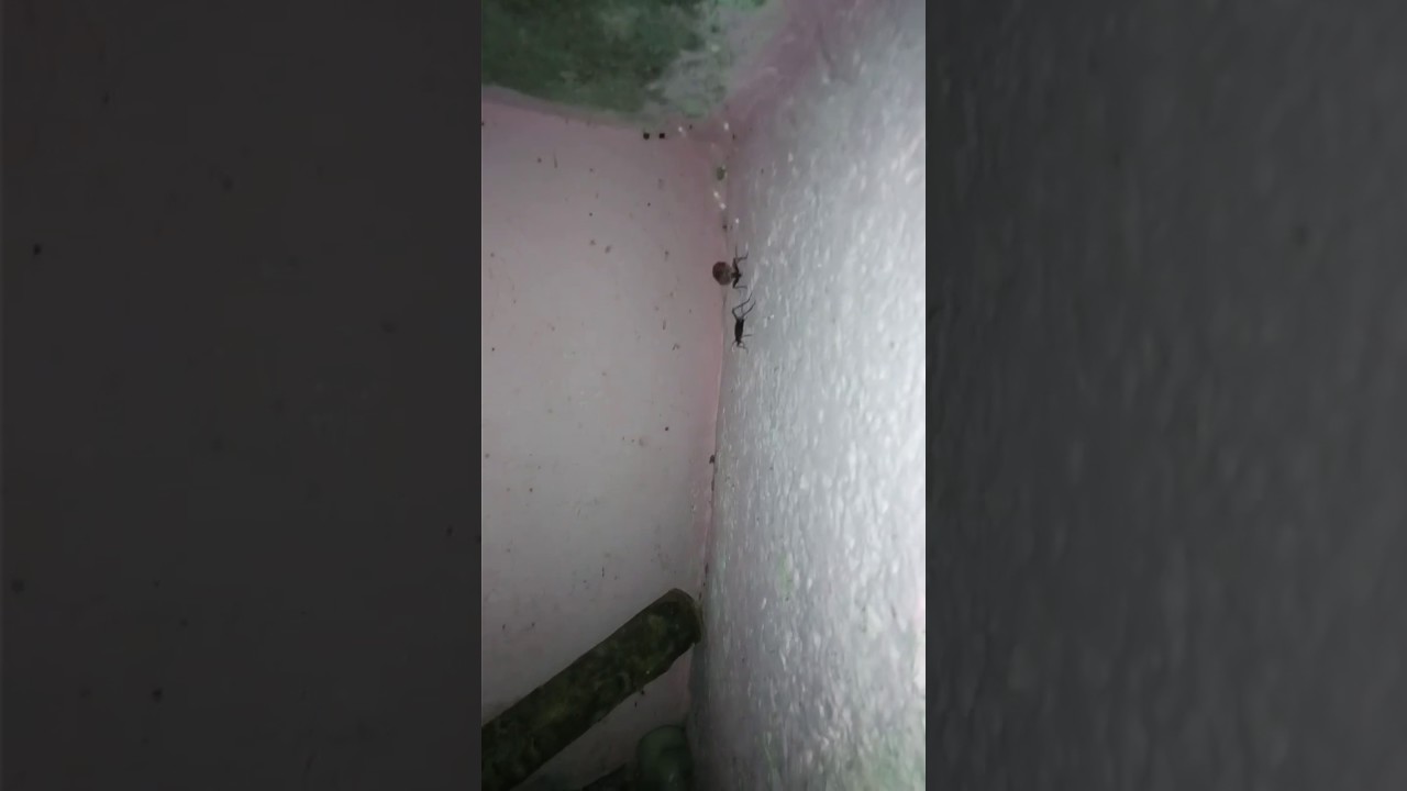 Jhingur voice - YouTube