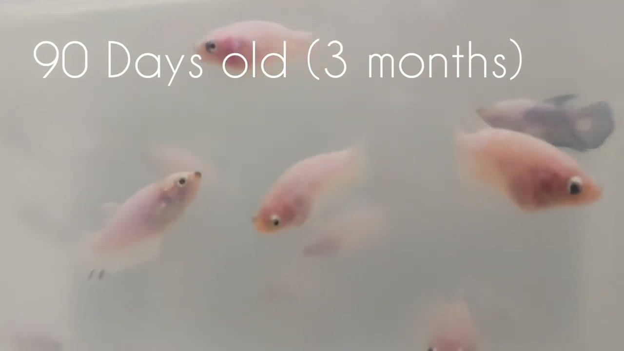 Betta fry growth ( 1month to 4 months )Fry to adults - YouTube